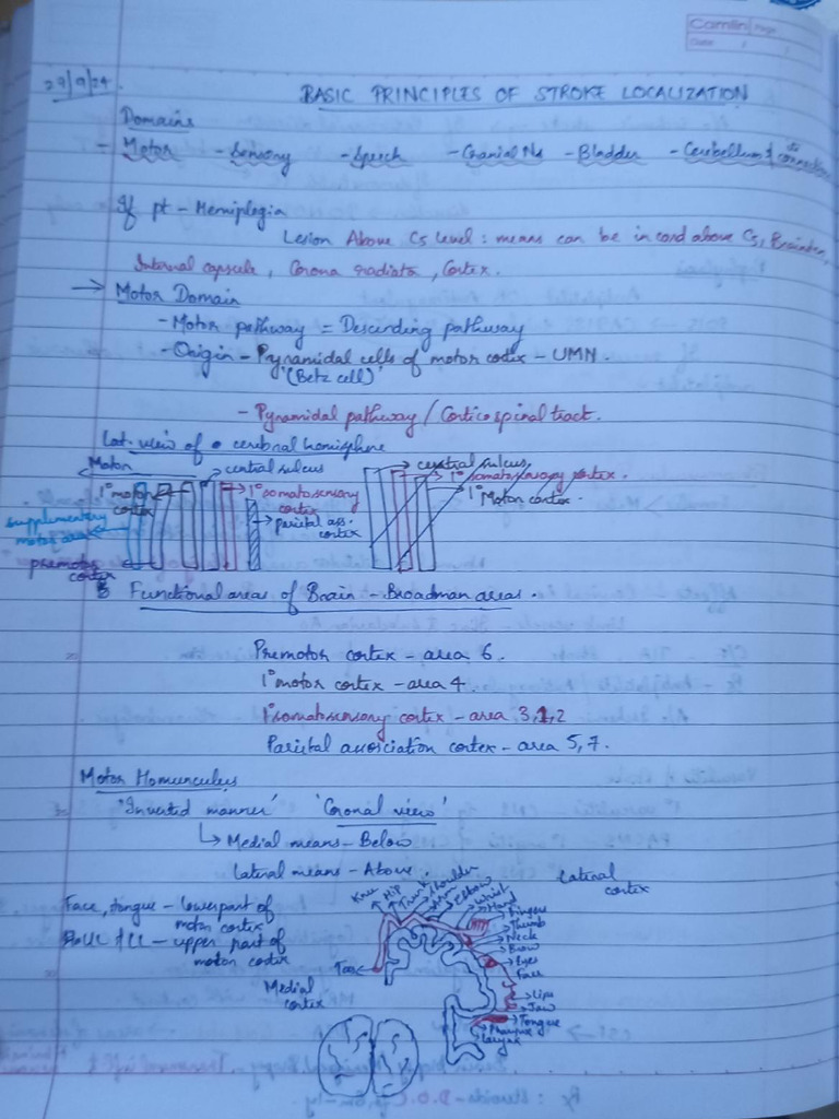 Stroke Localization In Brain Regions Pdf Brainstem