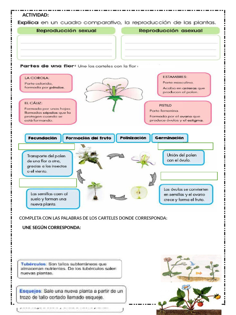 FICHA REPRODUCCION DE LAS PLANTAS | PDF