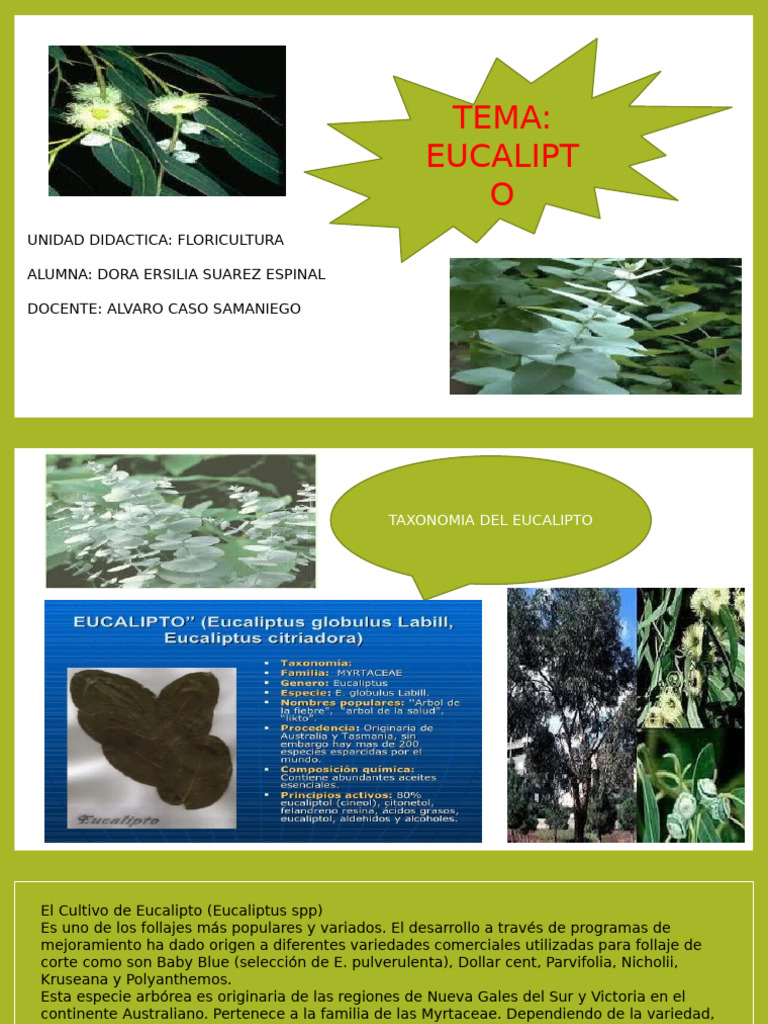 eucalipto | PDF | Eucalipto | Semilla