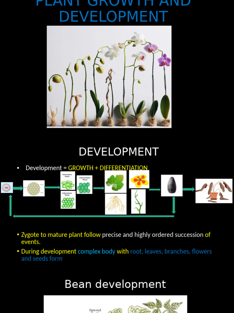 Plant Growth and Development | PDF