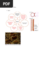 Transport in Plants - IGCSE Biology Notes | PDF | Leaf | Root