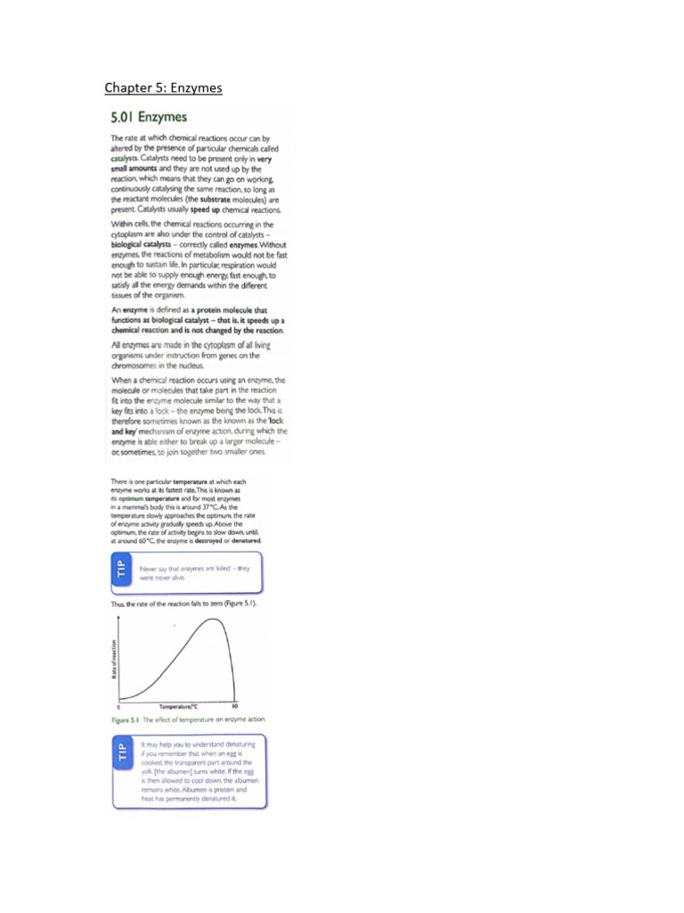 Biology Chapter 5 - Enzymes | PDF