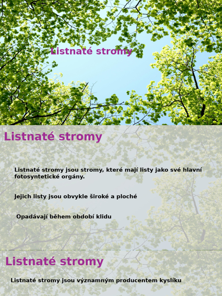 Listnaté Stromy | PDF
