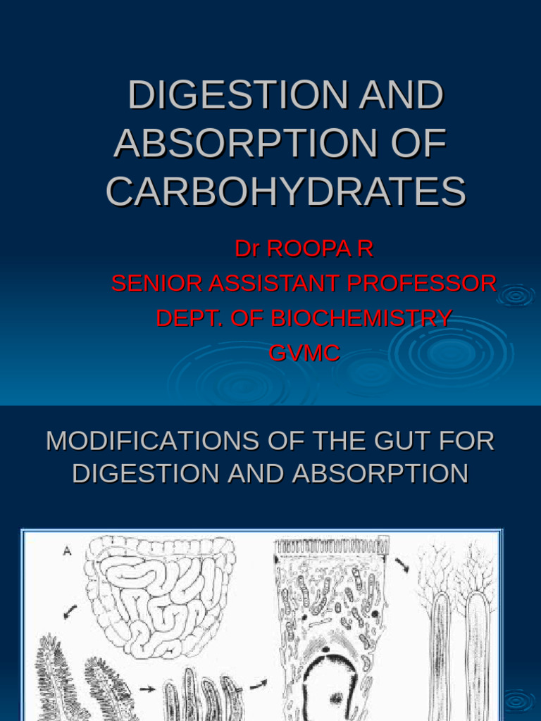 Carbohydrate Digestion and Absorption Guide | PDF | Digestion | Glucose