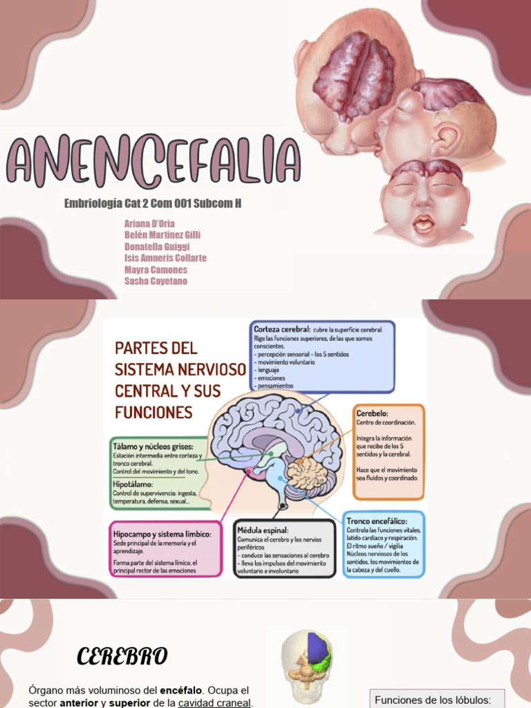 Embriología del Cerebro y Anencefalia | PDF | Cerebro | Anatomía