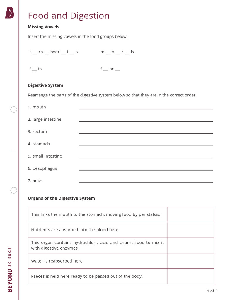 Food and Digestion Worksheet | PDF | Digestion | Gastrointestinal Tract