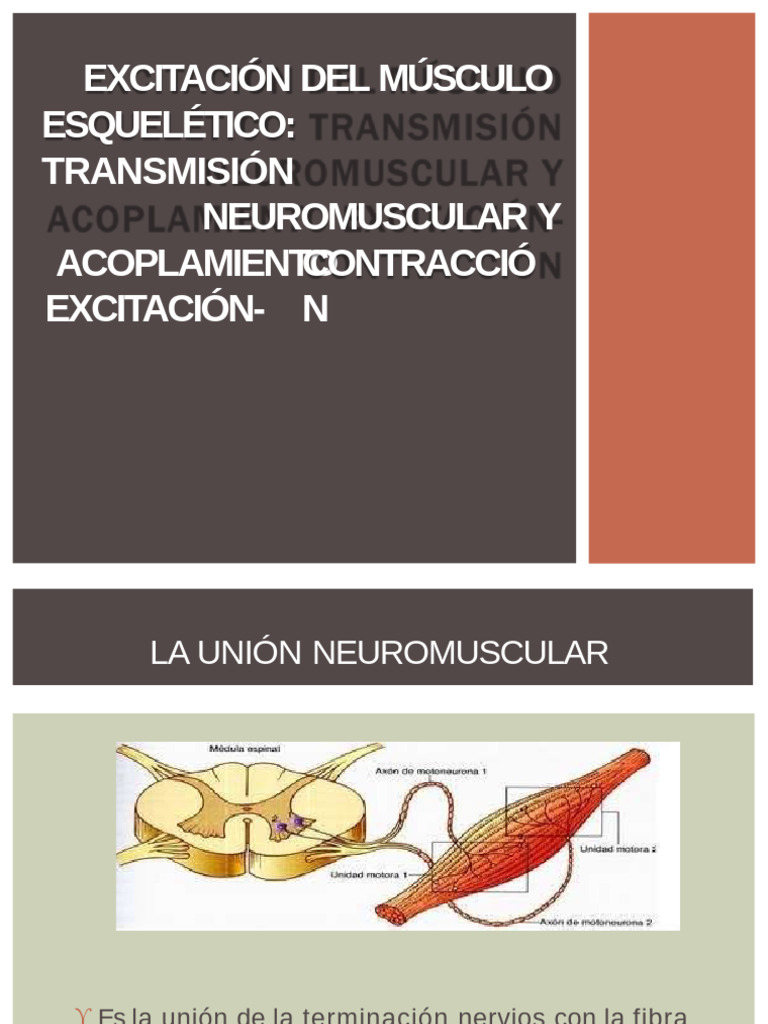 Transmisión Neuromuscular y Hendidura Subneural | PDF | Unión ...