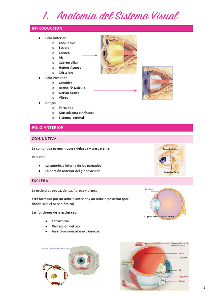 Anatomía Del Sistema Visual | PDF | Percepción visual | Córnea