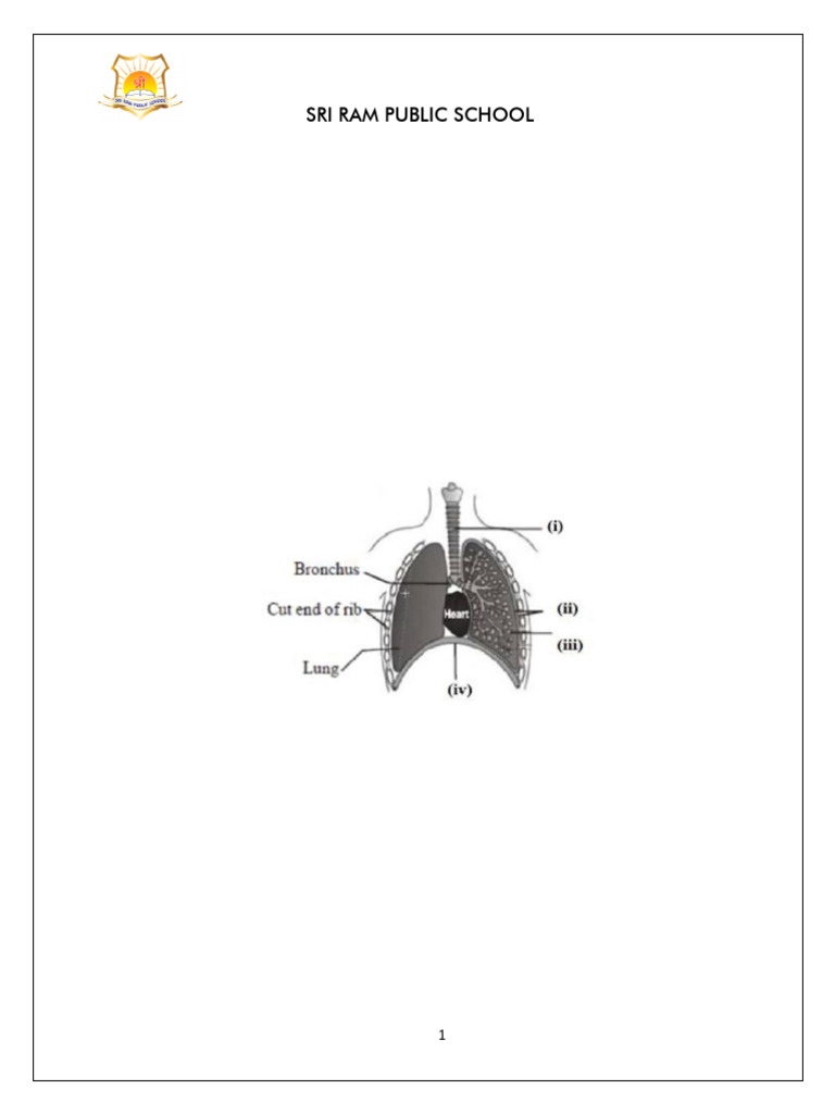 Answer Key CH-5 WS-2 Respiration | PDF | Respiratory System | Cellular ...