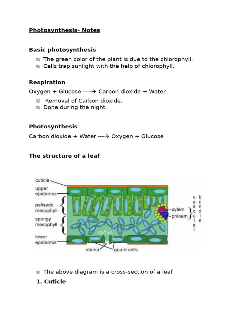 Photosynthesis and Leaf Structure Notes | PDF