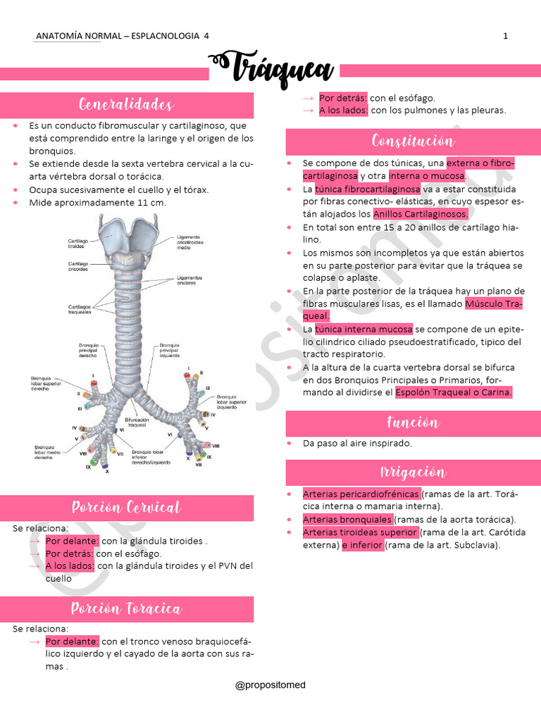 Traquea | PDF | Tórax | Cabeza y cuello humanos