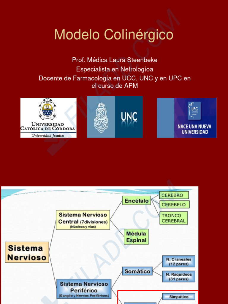 MODELO COLINERGICO Completo2018 | PDF | Sinapsis | Acetilcolina
