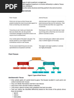 Class 9 Science: Tissues Revision Notes | PDF | Epithelium | Tissue ...