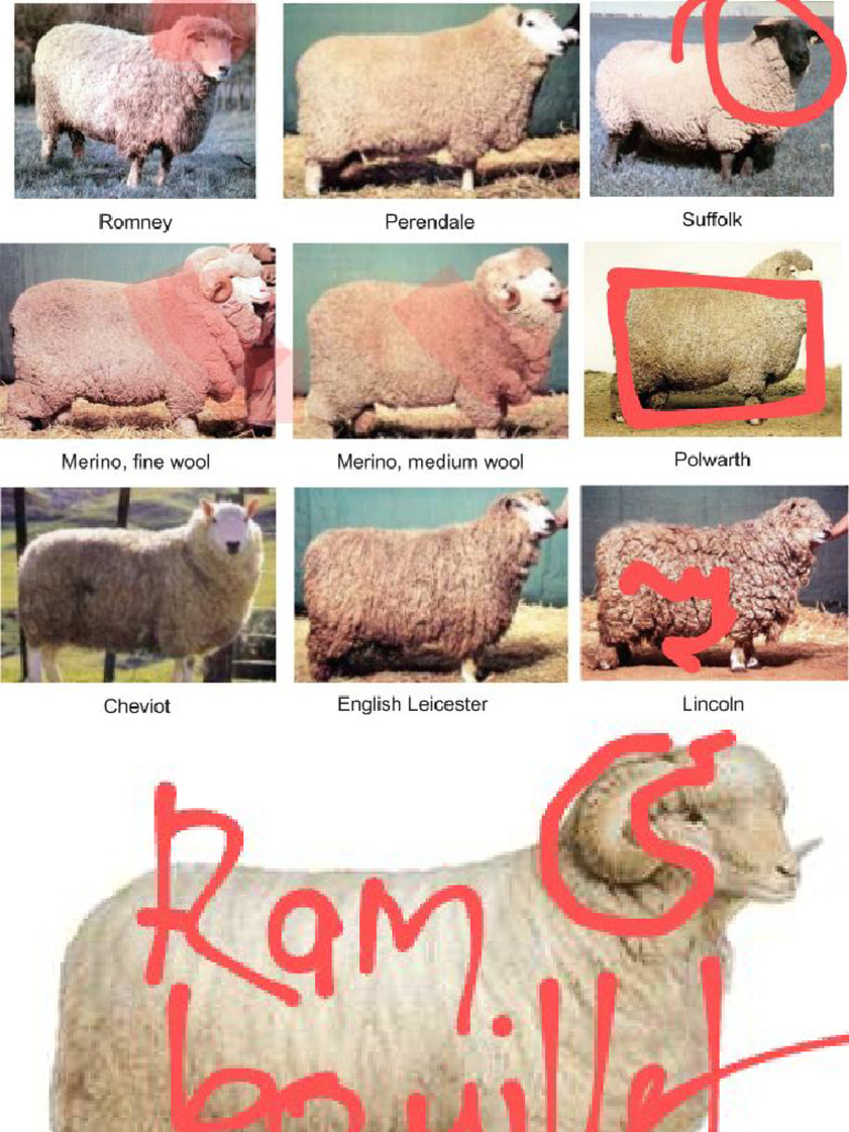 Livestock Breeds | PDF