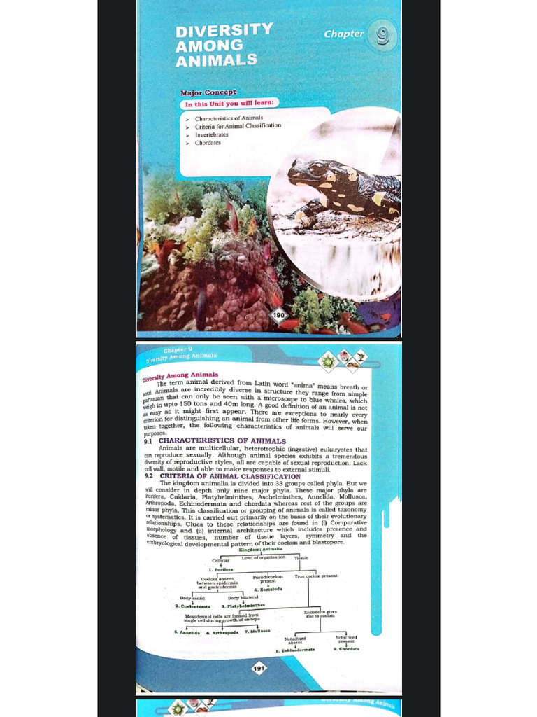 Chapter 9 Diversity Among Animals | PDF