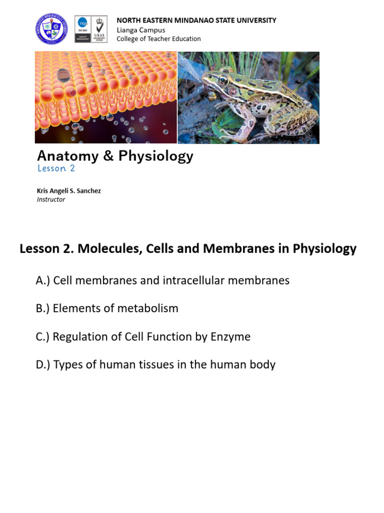 Bio4 - Lesson 2 KASS 4feb25 | PDF | Cell Membrane | Muscle