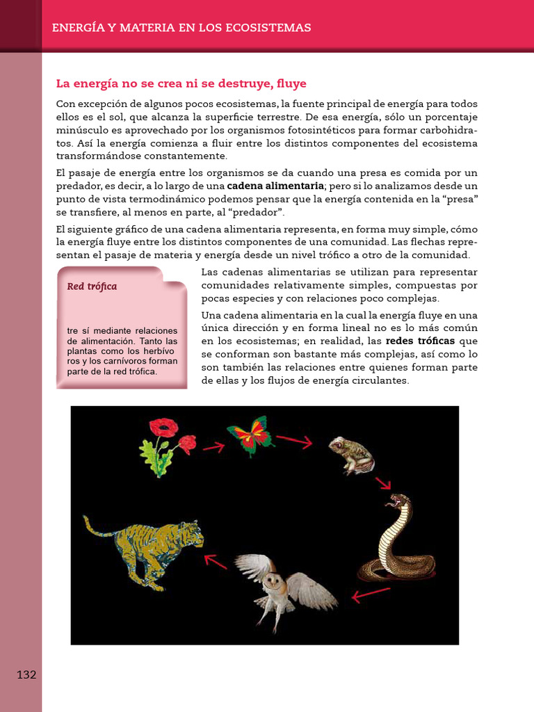 Flujos de Energía y Materia en Ecosistemas | PDF | Biomasa (Ecología ...