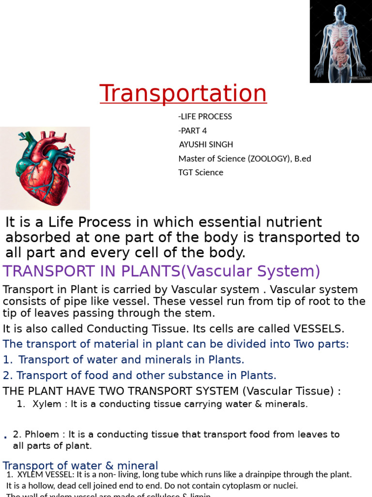 Plant Transport: Xylem and Phloem Roles | PDF | Tissue (Biology ...