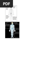 Nervous System Diagram | PDF