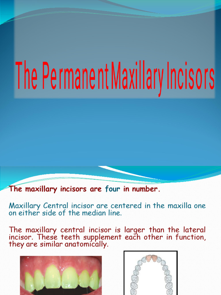 Maxillary Incisors: Anatomy and Features | PDF | Primate Anatomy ...
