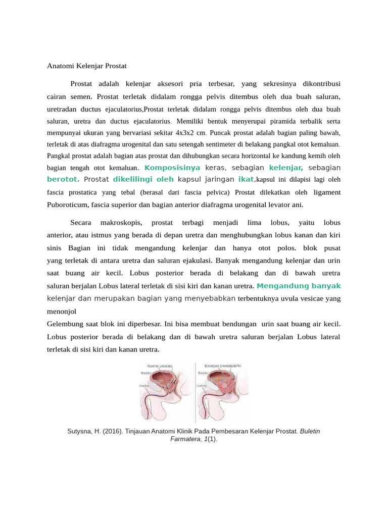 Anatomi Kelenjar Prostat | PDF