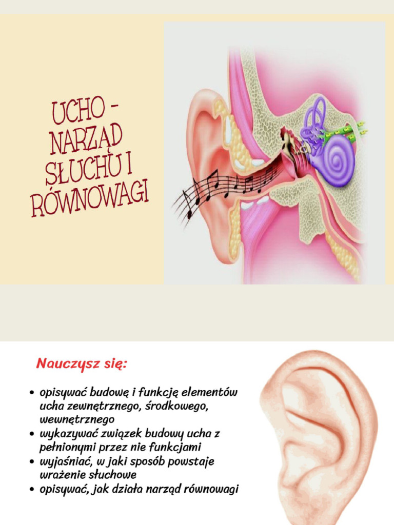ucho | PDF