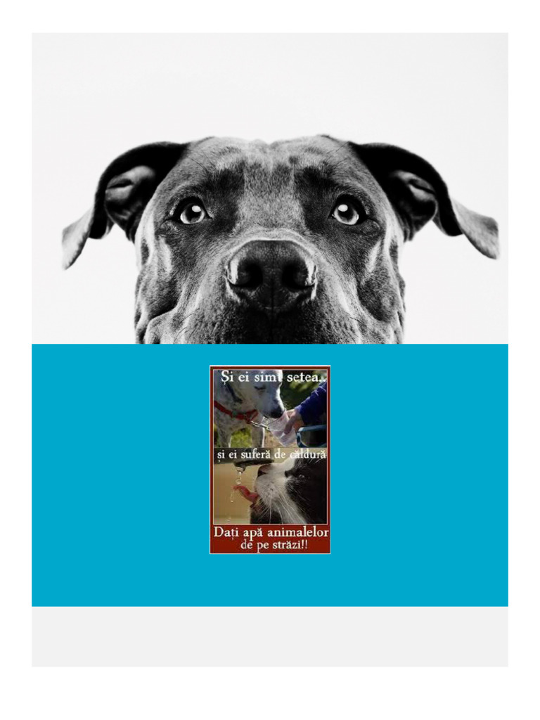 Afis Protectia Animalelor | PDF