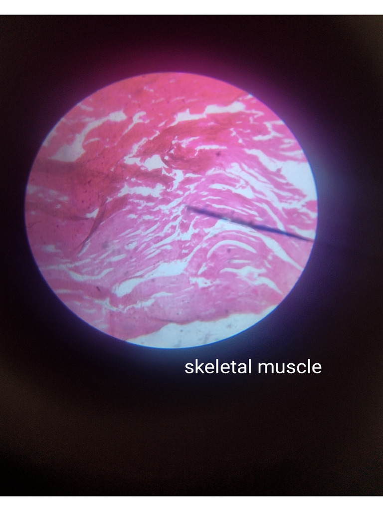 Histology Revision I | PDF