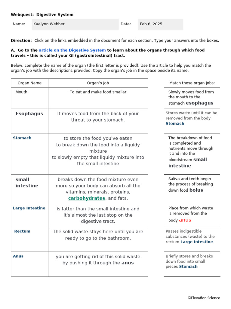 Digestive System Webquest 233a38 A3600f | PDF | Digestion ...