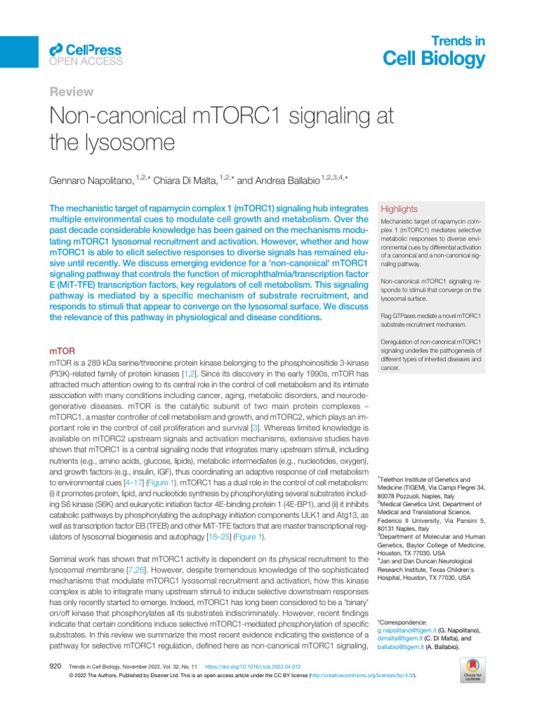 Non-Canonical MTORC1 Signaling at The Lysosome | PDF | Autophagy ...