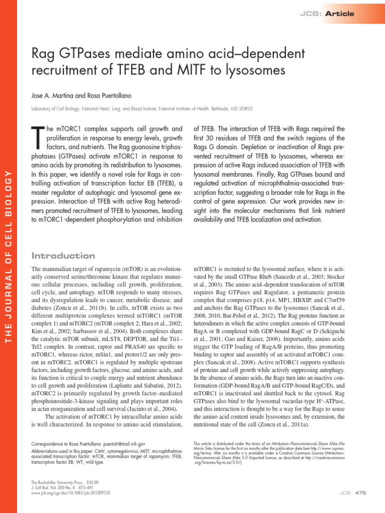 Rag GTPases Mediate Amino Acid-Dependent Recruitment of TFEB and MITF To Lysosomes | PDF ...