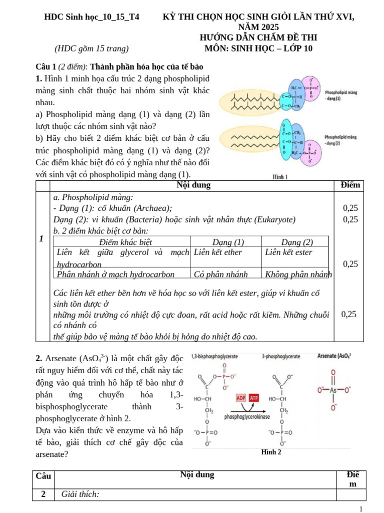 HDC de DHBB - 2025 - Sinh 10 | PDF