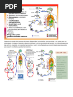 Triatominos: Vectores de Chagas | PDF | Biología
