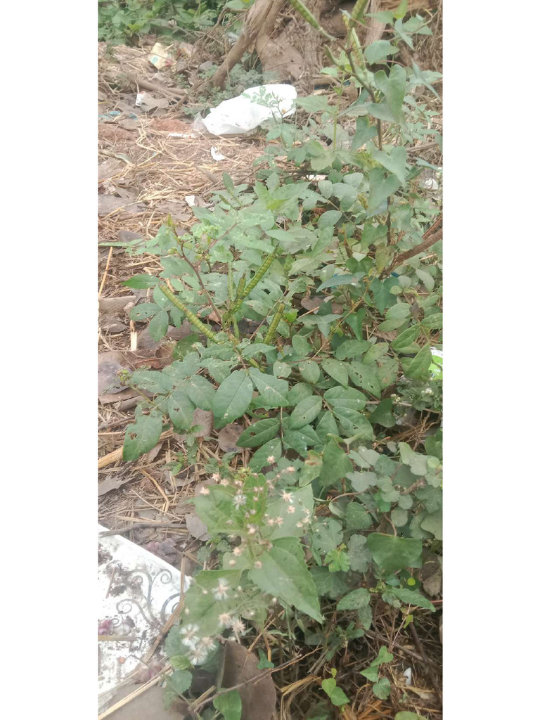 IMG_20250319_074218 | PDF