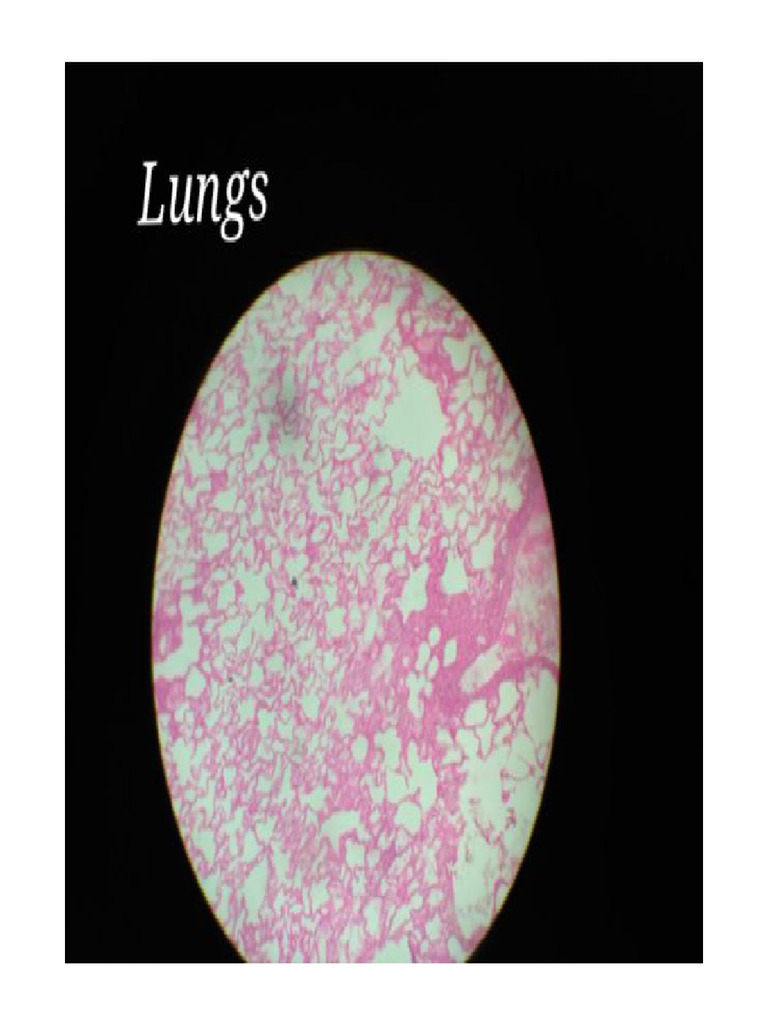 HISTOLOGY SLIDES OF MMCH-1 | PDF