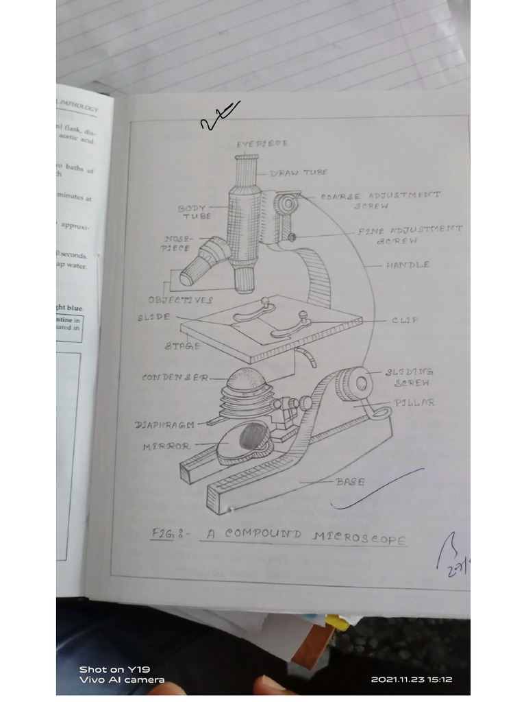 Pathology Practical 1 | PDF