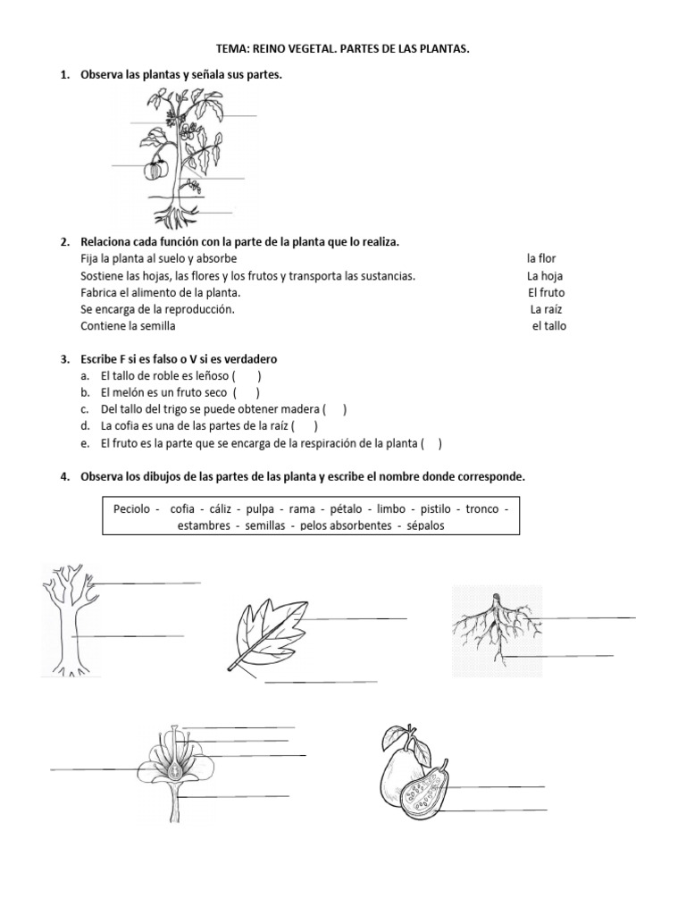 Dibujo y partes de las plantas | PDF