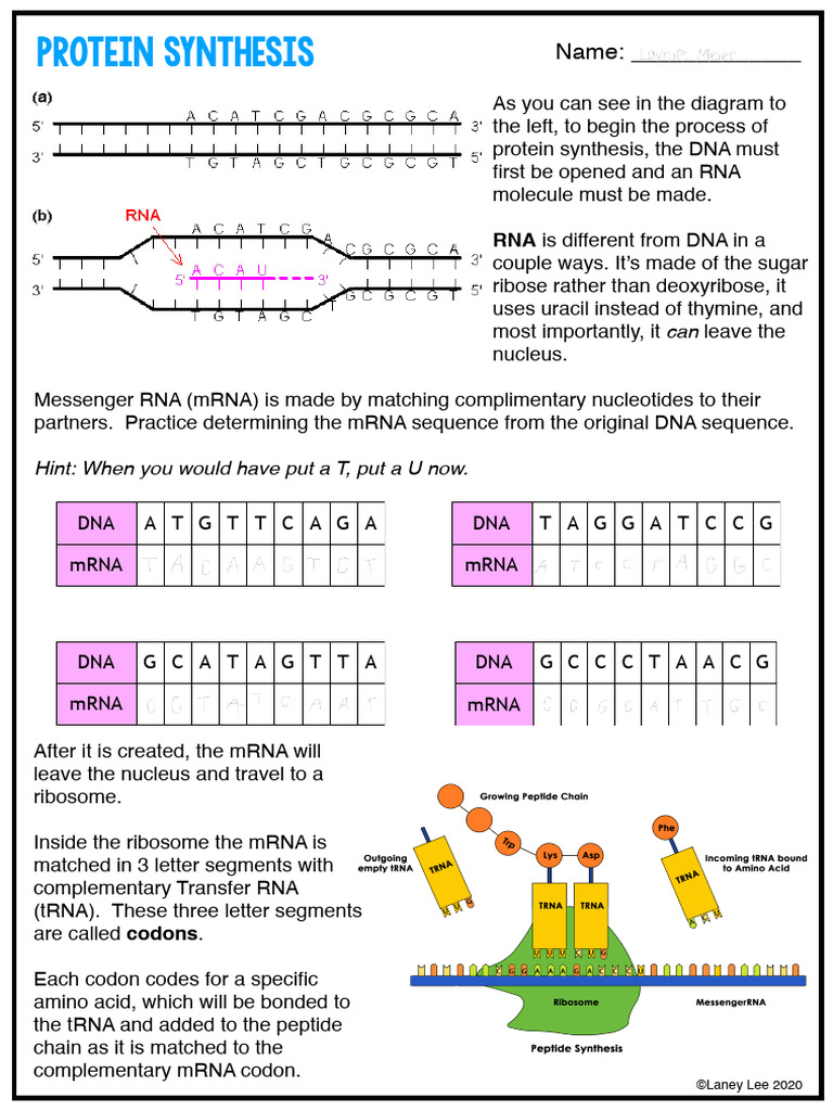 7 - Protein Synthesis Practice STUDENT | PDF | Translation (Biology ...