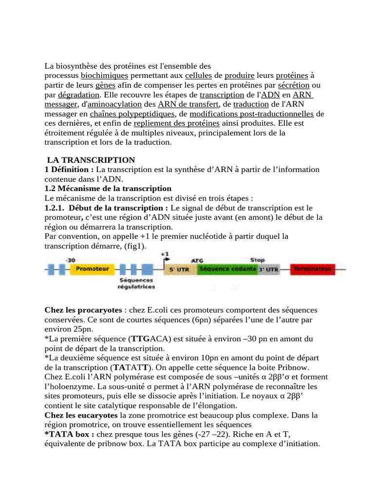 Mécanisme de la biosynthèse des protéines | PDF | Répertoire national ...