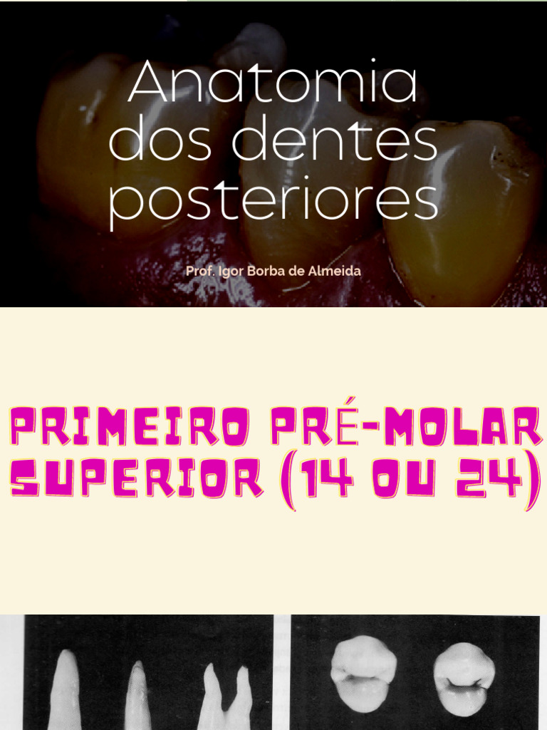 Anatomia dos Dentes Posteriores | PDF | Dente humano