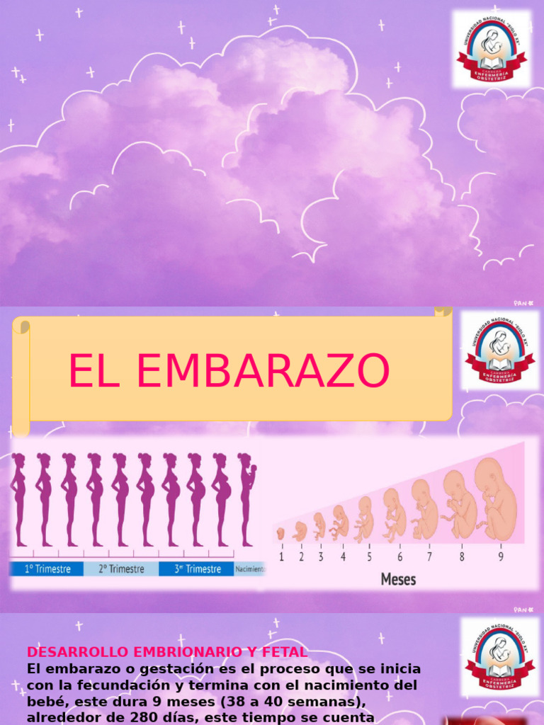 Etapas y Cambios del Embarazo | PDF | El embarazo | Reproducción