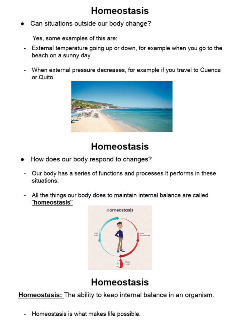 Understanding Homeostasis in the Body | PDF