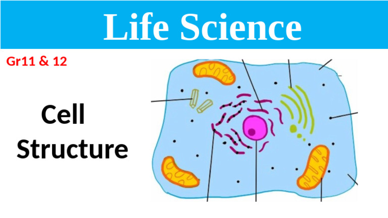 Cell Structure | PDF
