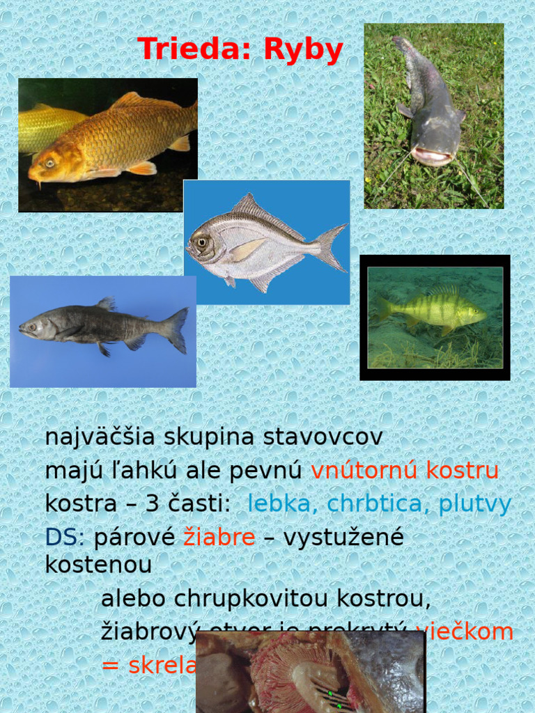 Ryby, Obojživelníky | PDF