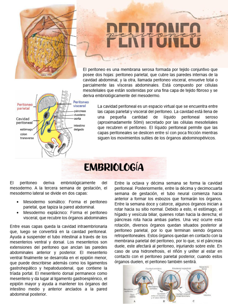 Estructura y Función del Peritoneo Abdominal | PDF | Peritoneo | Abdomen