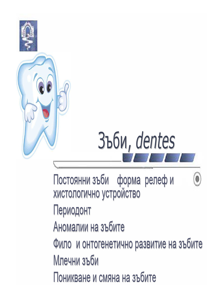 Анатомия на зъбите | PDF