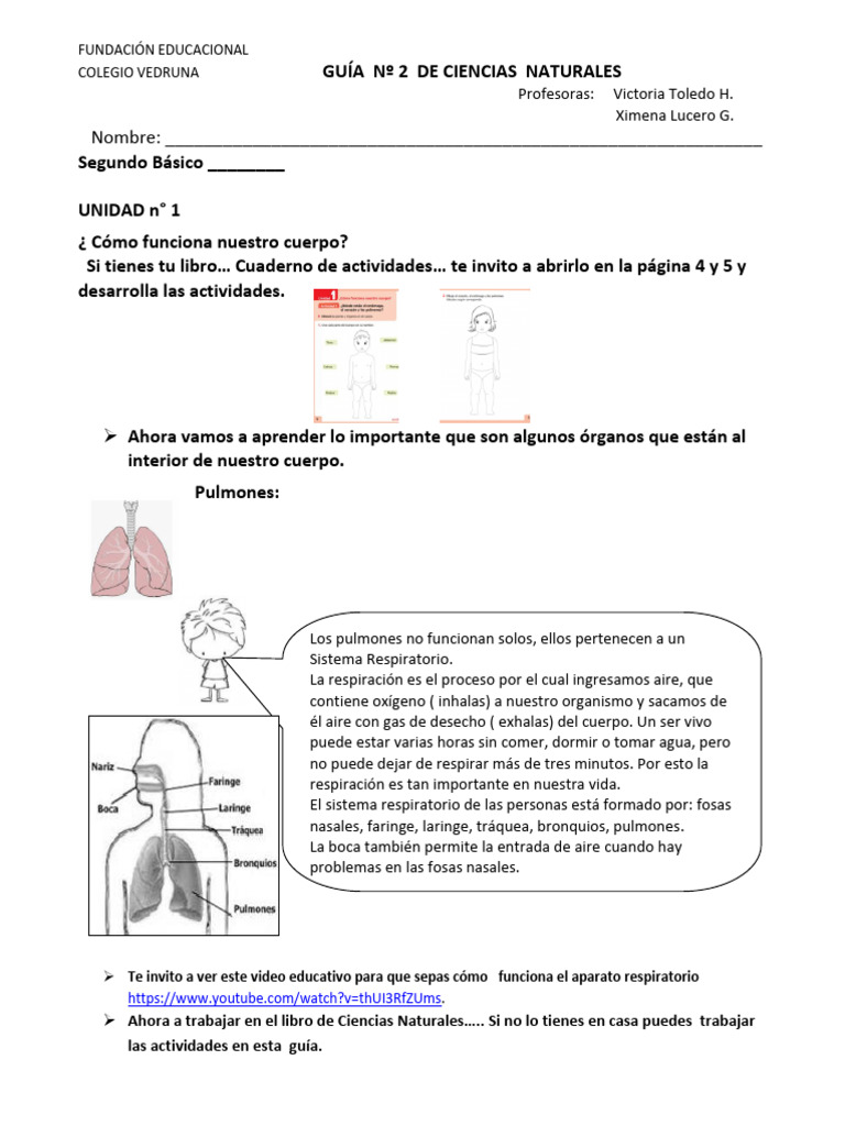 Guía 2 Pulmones y Aparato Respiratorio2 Basico | PDF | Pulmón | Sistema ...