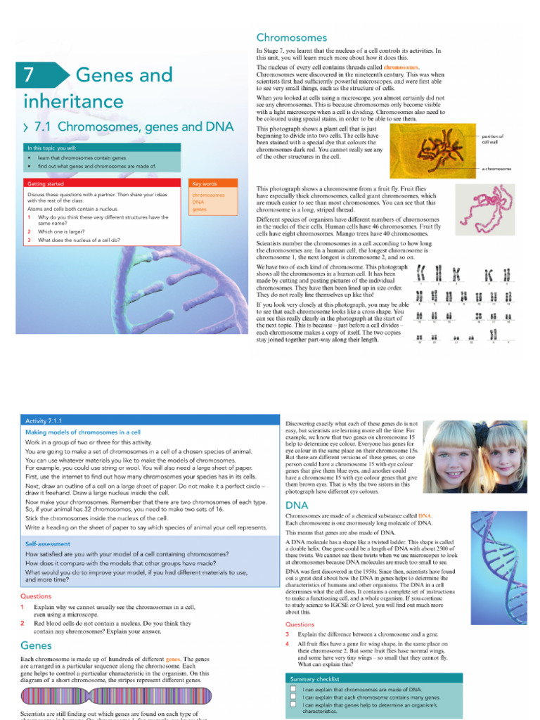 Chromosomes, Genes & DNA | PDF
