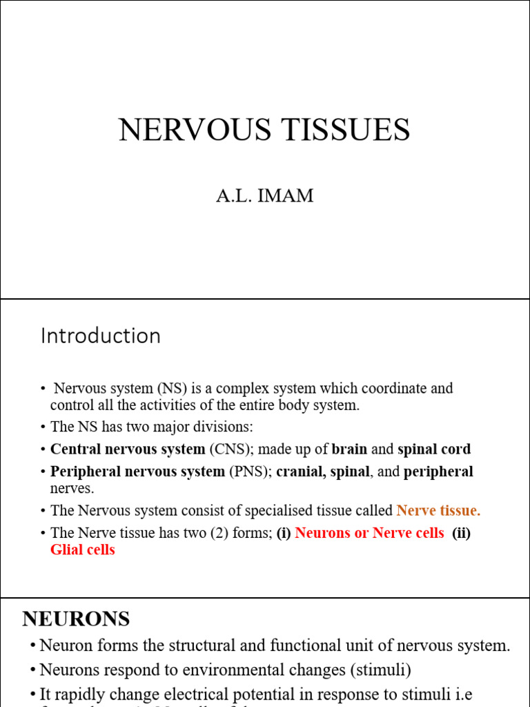 Overview of Nervous Tissue Structure | PDF | Neuron | Central Nervous System