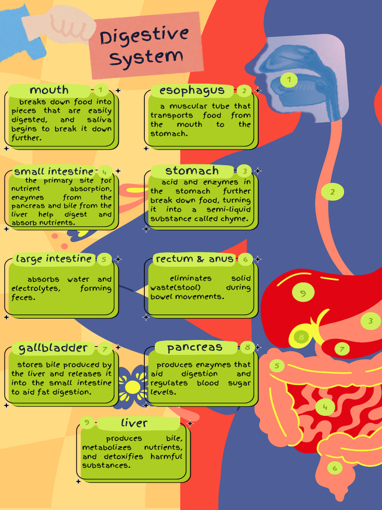 Digestive System Lbpv. (1) | PDF